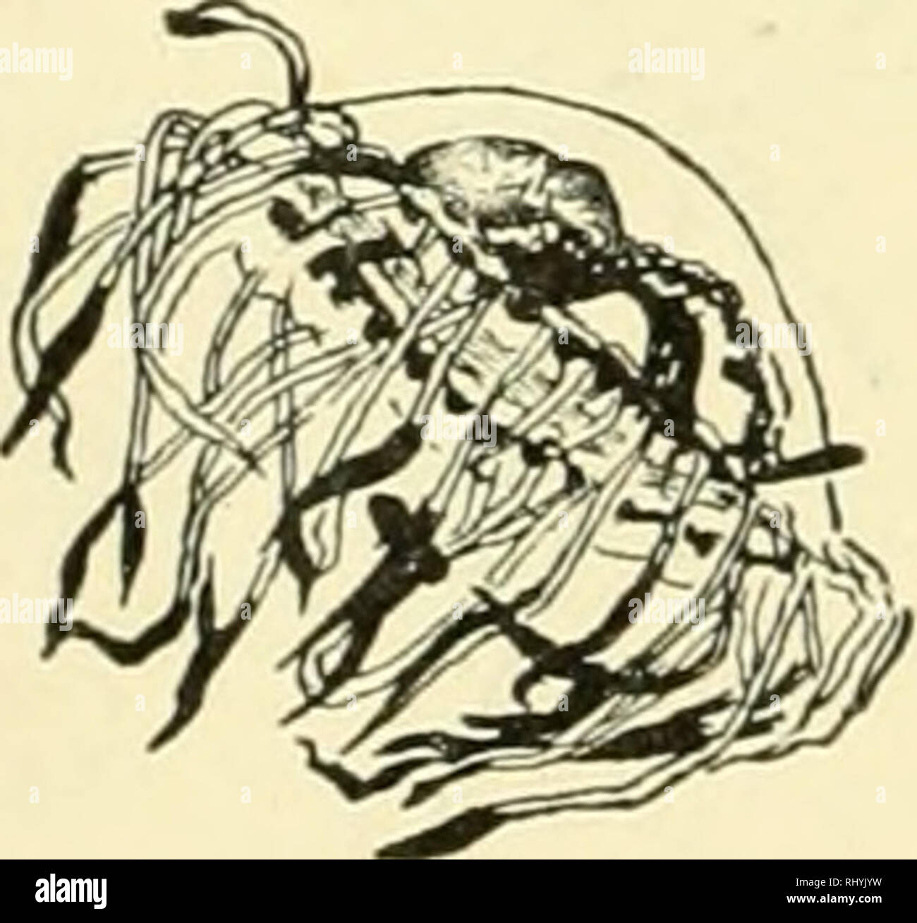 . Behavior of the lower organisms. Animal behavior; Invertebrates. Fig ...