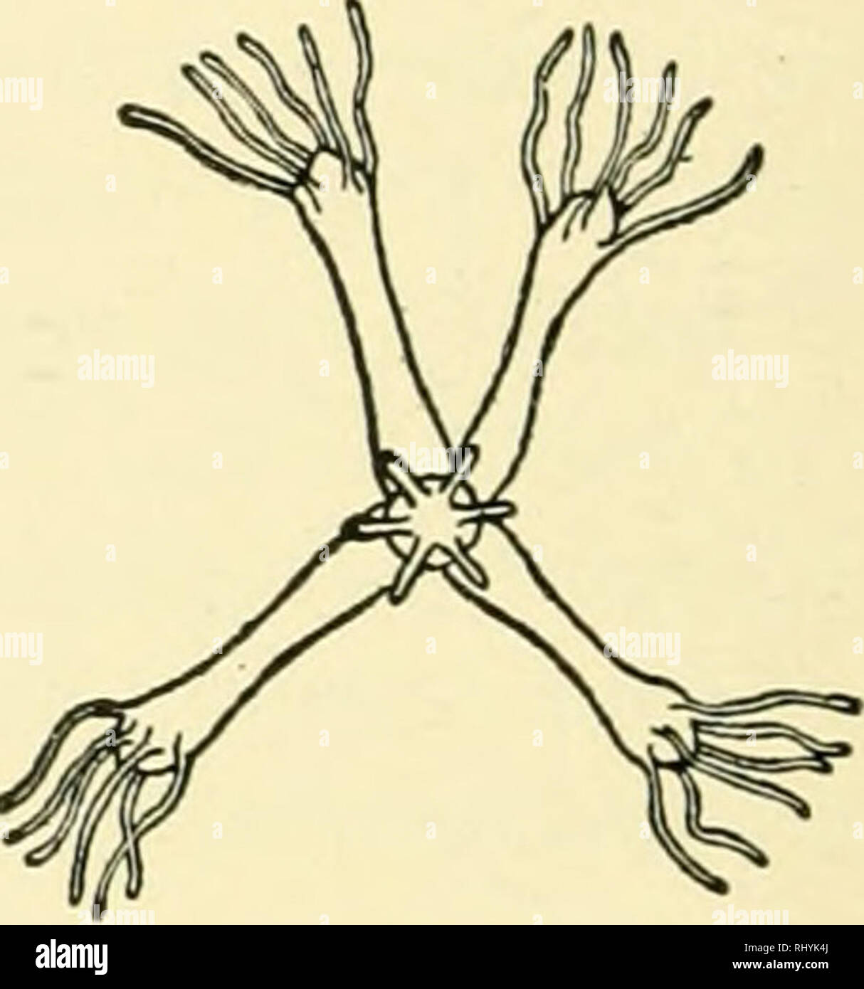 . Behavior of the lower organisms. Animal behavior; Invertebrates. Fig ...