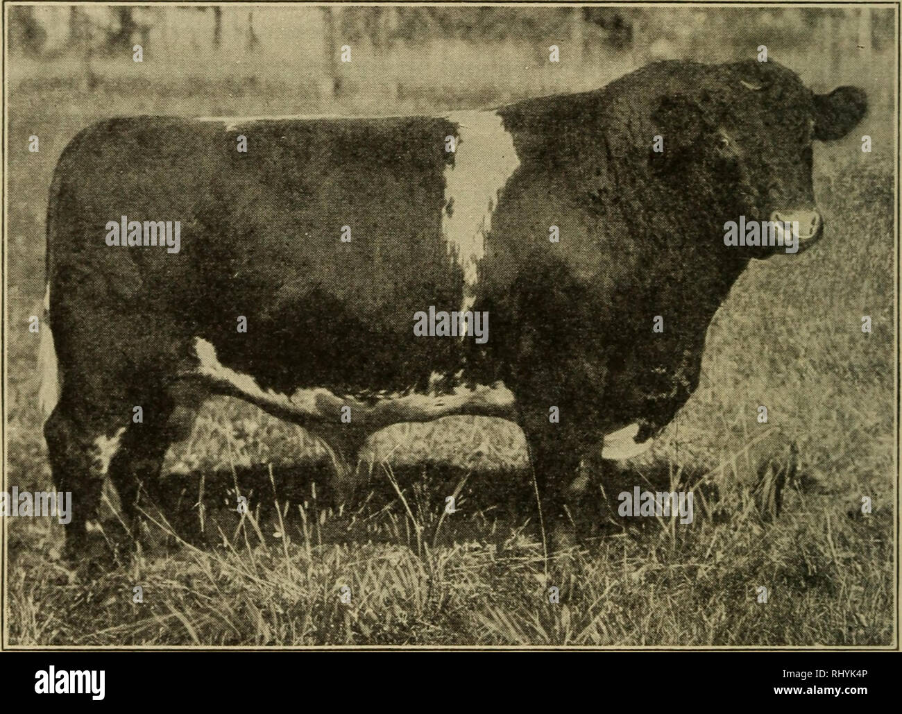 Durham horned cattle hi-res stock photography and images - Alamy