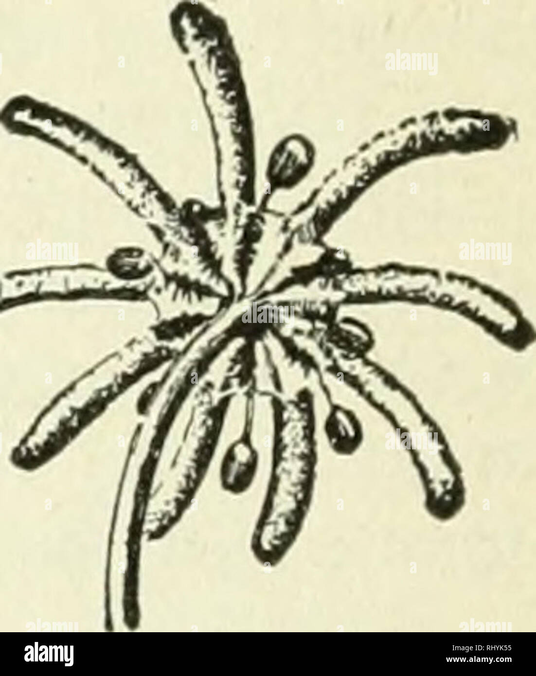 Idium hi-res stock photography and images - Alamy