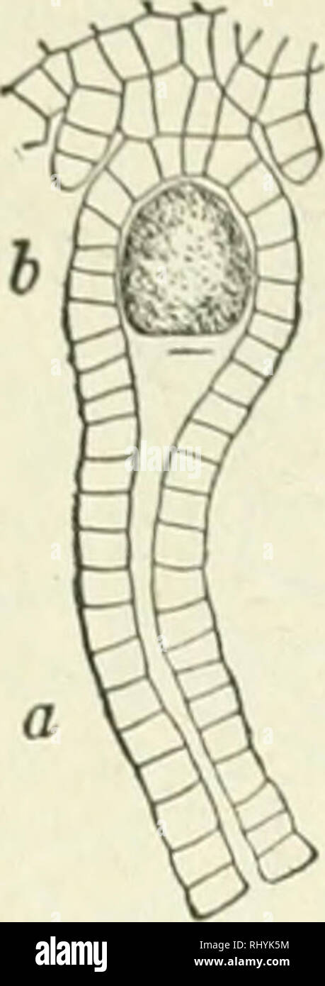 Idium hi-res stock photography and images - Alamy