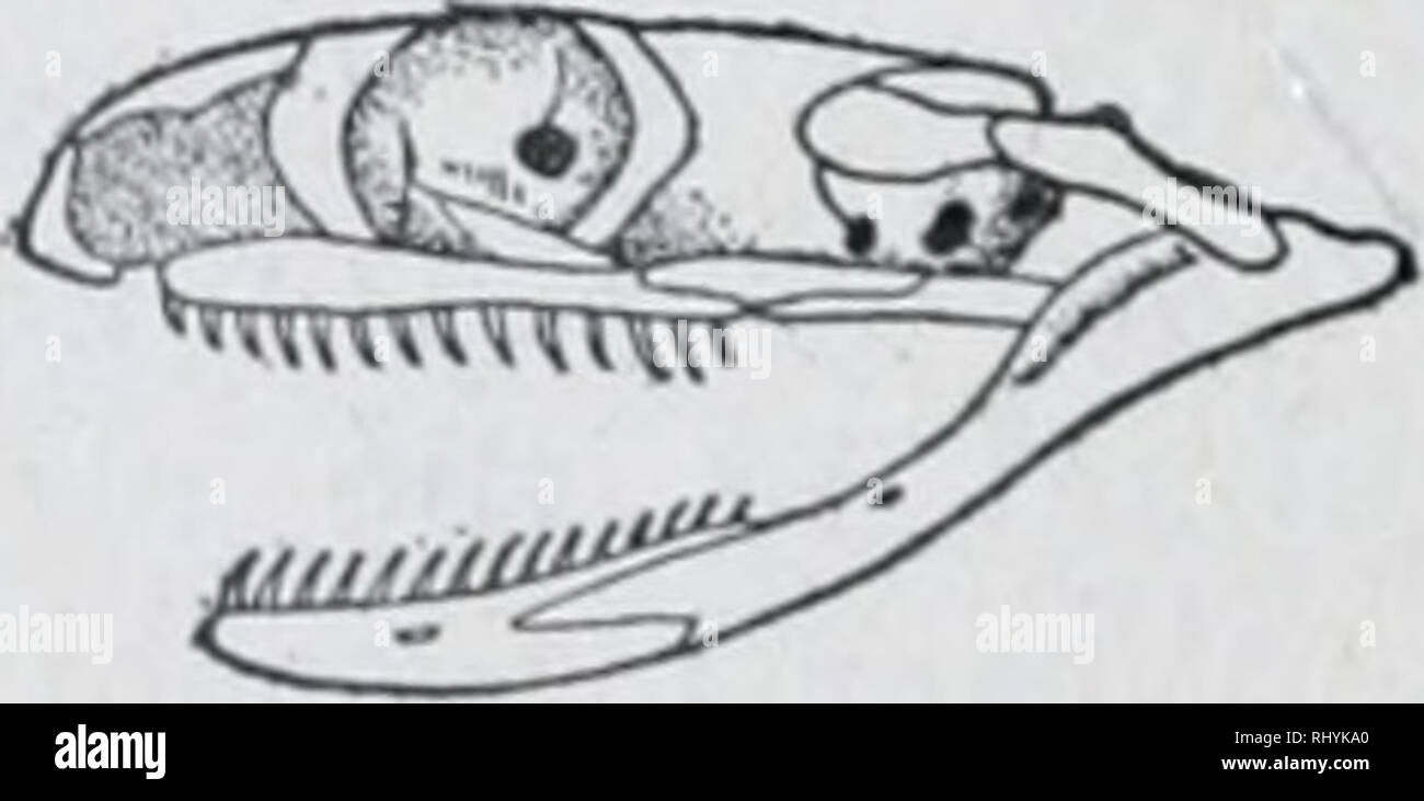 Lance wound hi-res stock photography and images - Alamy