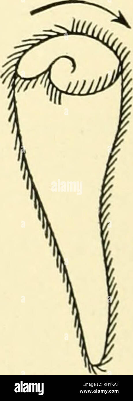 Colpidium hi-res stock photography and images - Alamy