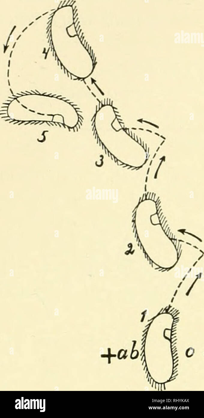 . Behavior of the lower organisms. Animal behavior; Invertebrates. i56 ...