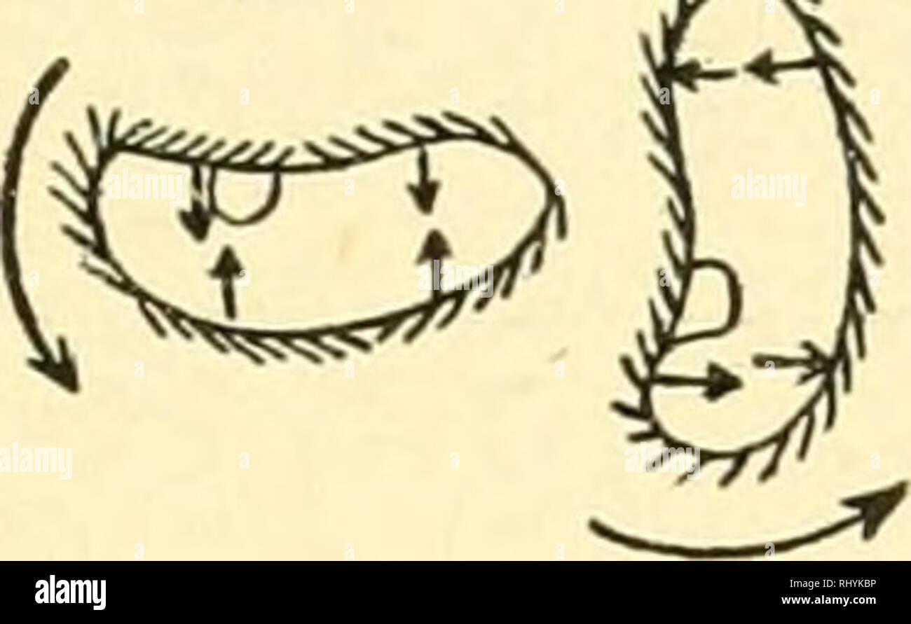 . Behavior of the lower organisms. Animal behavior; Invertebrates ...