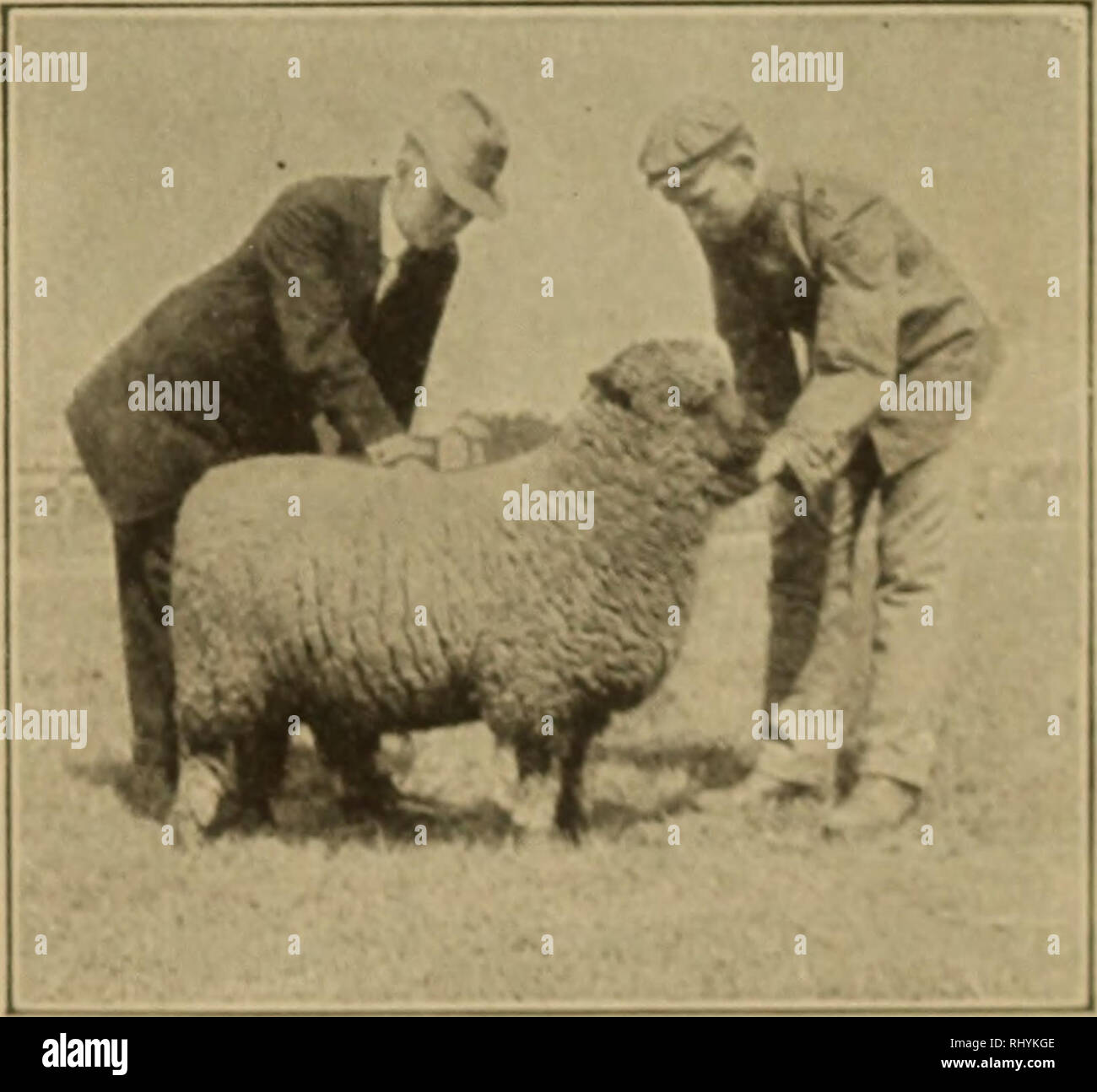 . Beginnings in animal husbandry. Livestock; Poultry. THE JUDGING OF ...