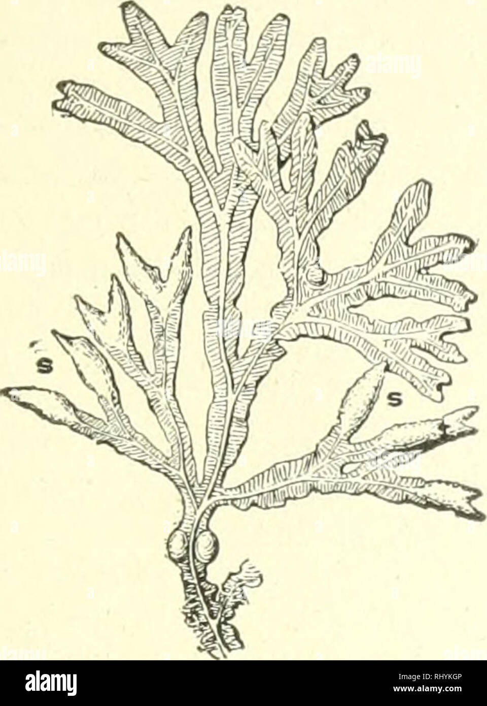 . Beginners botany. Botany. Studies in cryptogams 187 The antheridia ...
