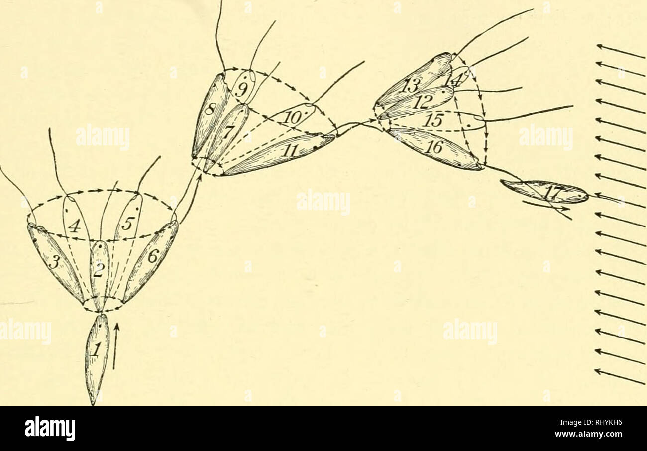 . Behavior of the lower organisms. Animal behavior; Invertebrates ...