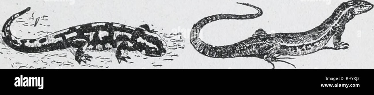 Lizards and salamanders hi-res stock photography and images - Alamy