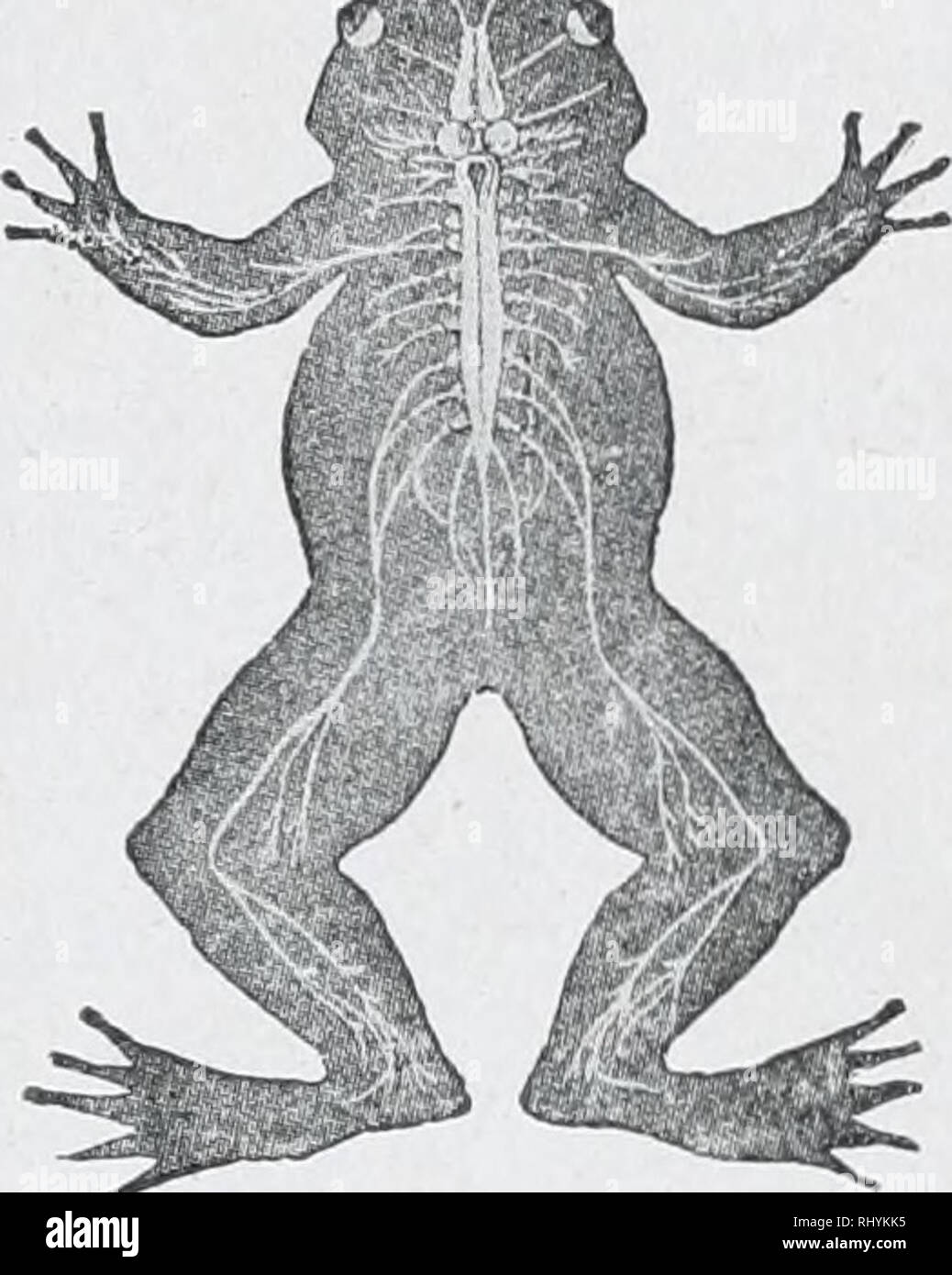 Nervous System Of A Frog