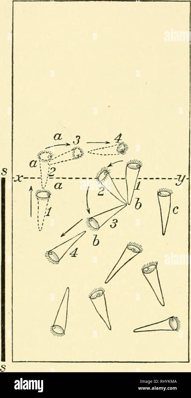 . Behavior of the lower organisms. Animal behavior; Invertebrates. 13 ...