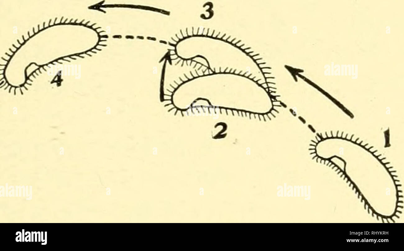 . Behavior of the lower organisms. Animal behavior; Invertebrates. Fig ...
