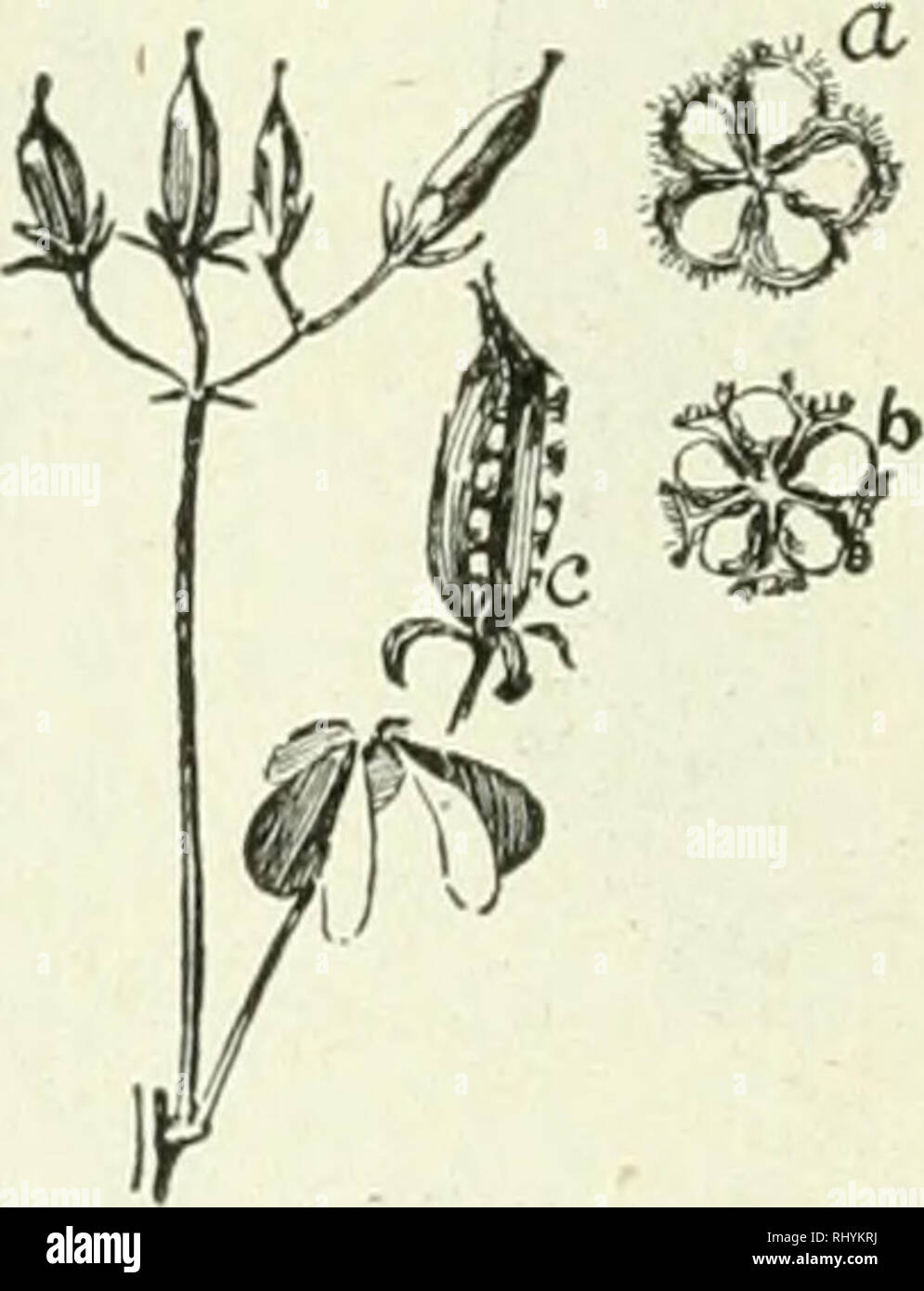 . Beginners botany. Botany. Fig. 249.--Explosion of THE Balsam Pod. Fig ...