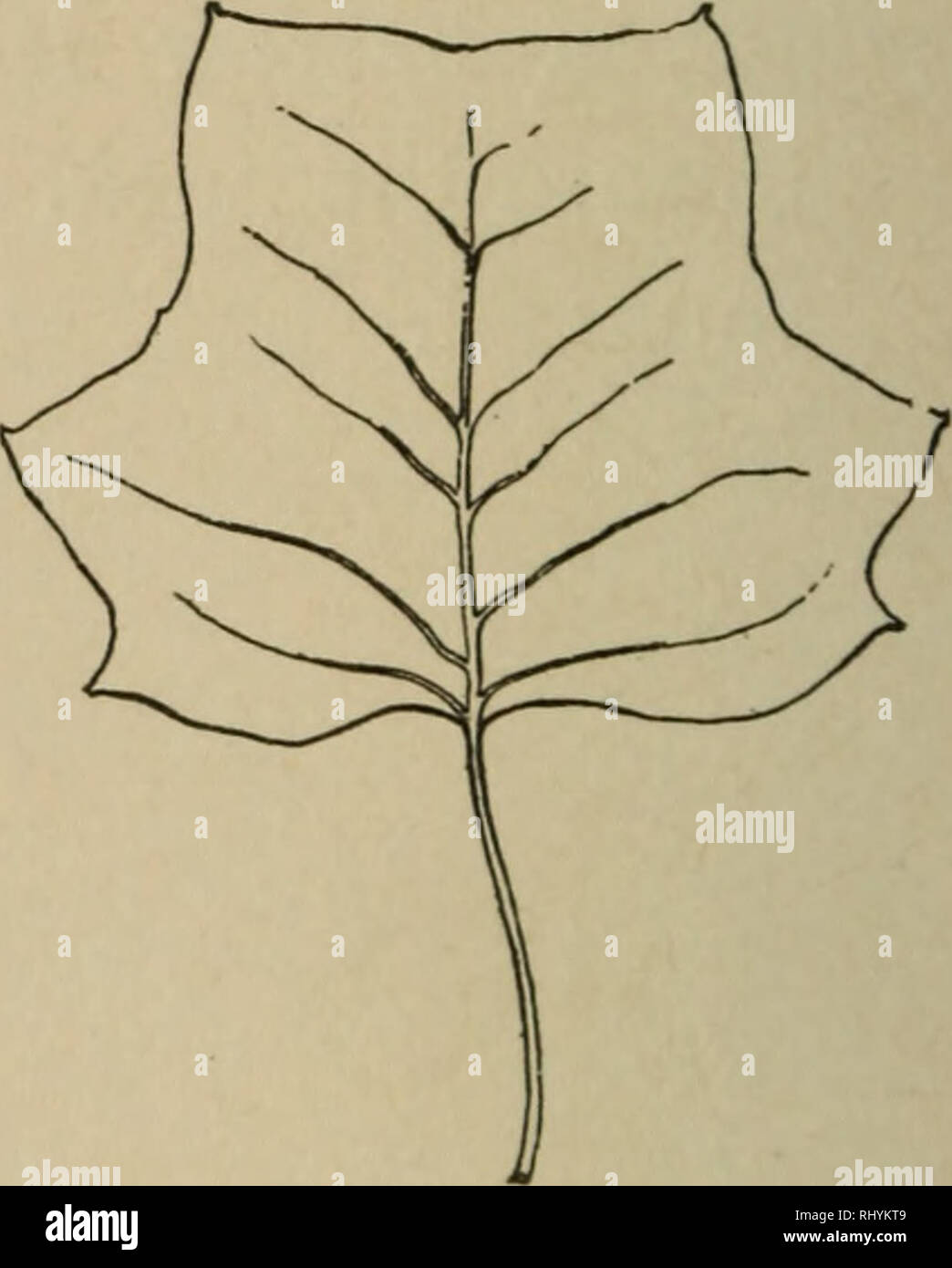 Oblong Lanceolate Leaf High Resolution Stock Photography and Images - Alamy