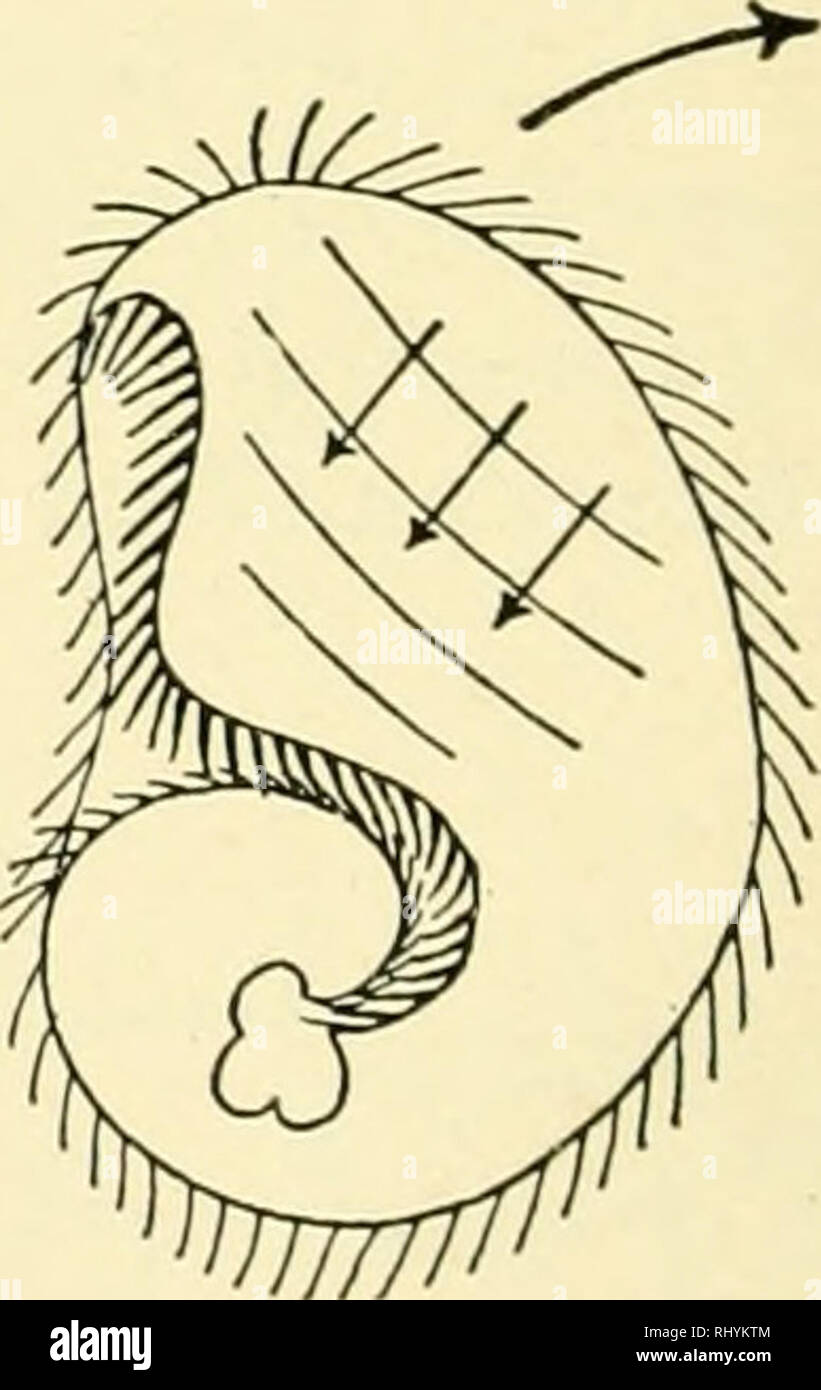 . Behavior of the lower organisms. Animal behavior; Invertebrates ...
