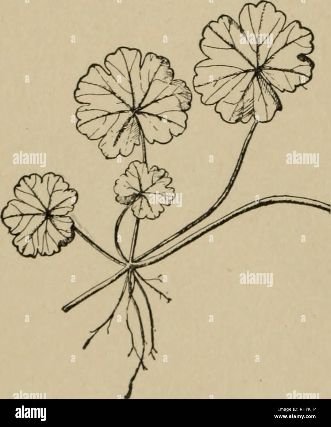 Reniform shape hi-res stock photography and images - Alamy