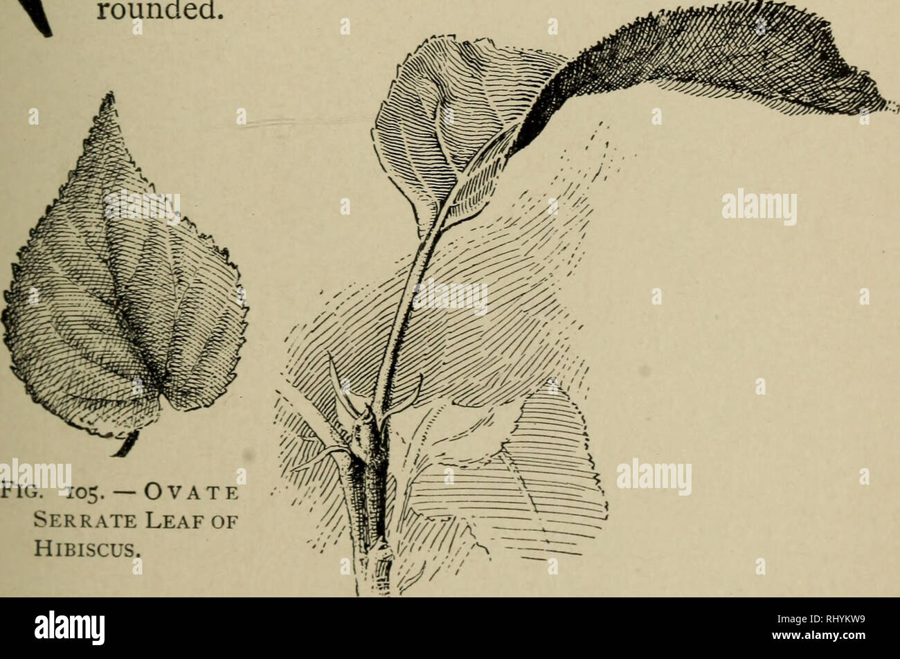 . Beginners' botany. Botany. Fig. 104. — Elliptic Leaf of Purple Beech ...