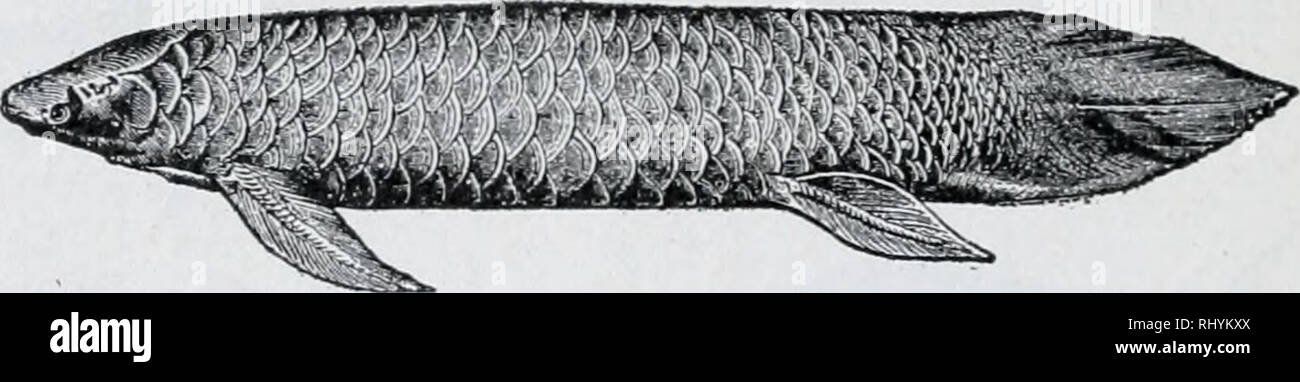 Linophryne hi-res stock photography and images - Alamy