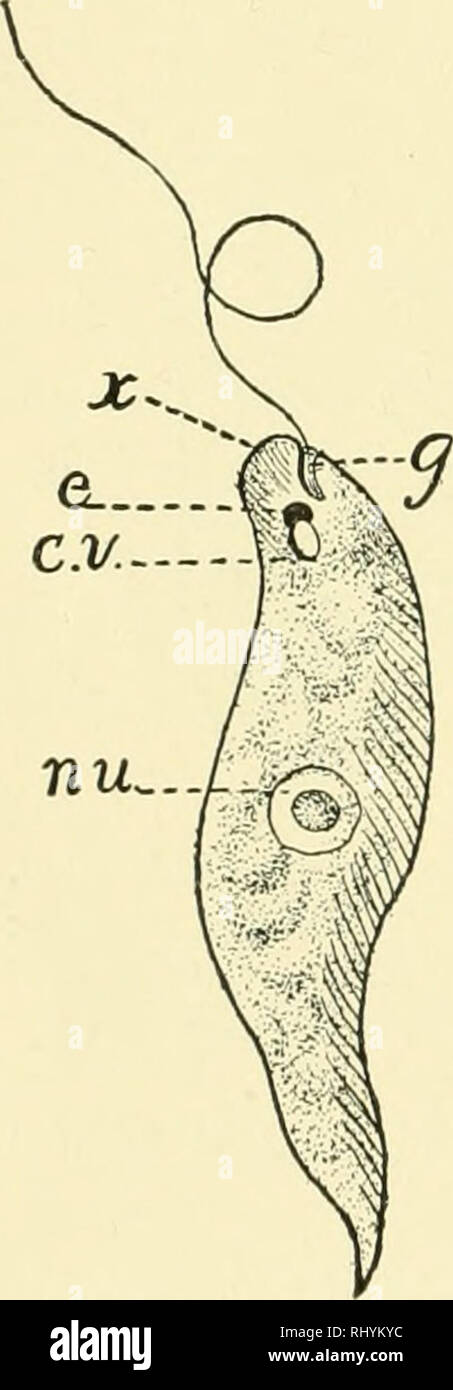 Chilomonas paramecium hi-res stock photography and images - Alamy