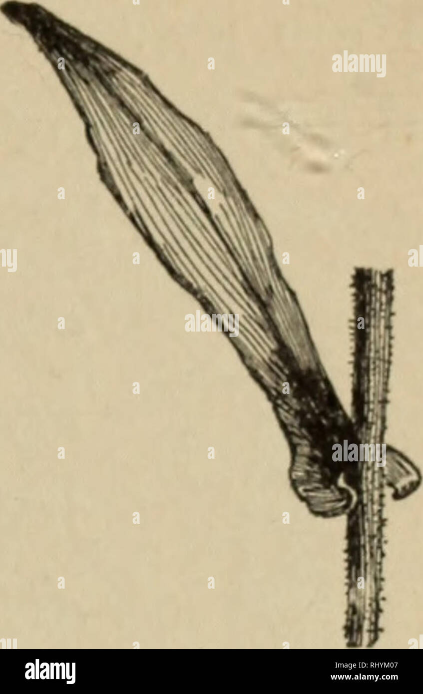 Connate leaf bases hi-res stock photography and images - Alamy