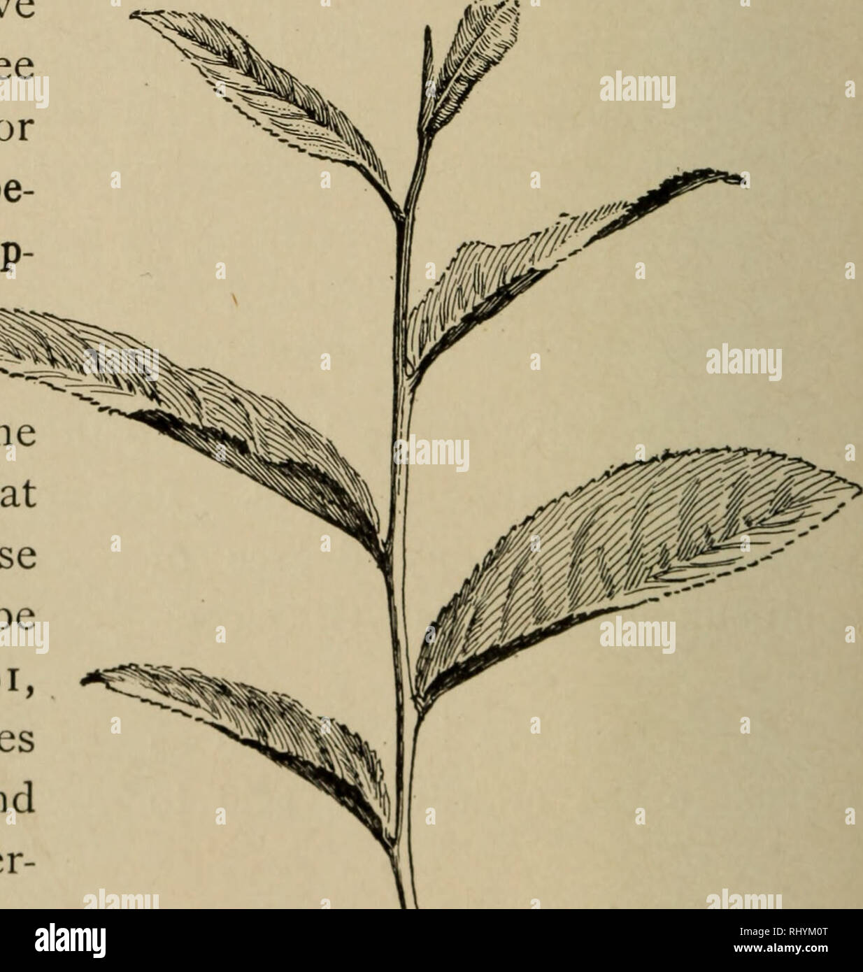 Stalk begonia hi-res stock photography and images - Alamy