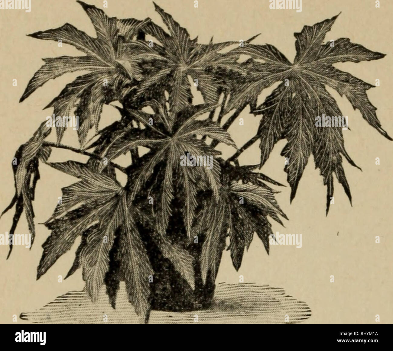 Stalk begonia hi-res stock photography and images - Alamy