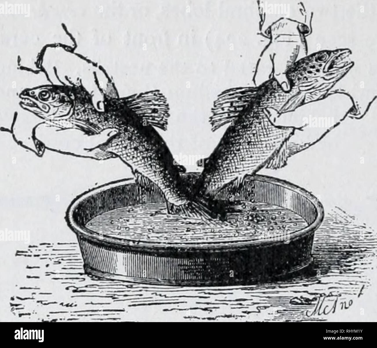 Fecundation of the fish eggs hi-res stock photography and images - Alamy