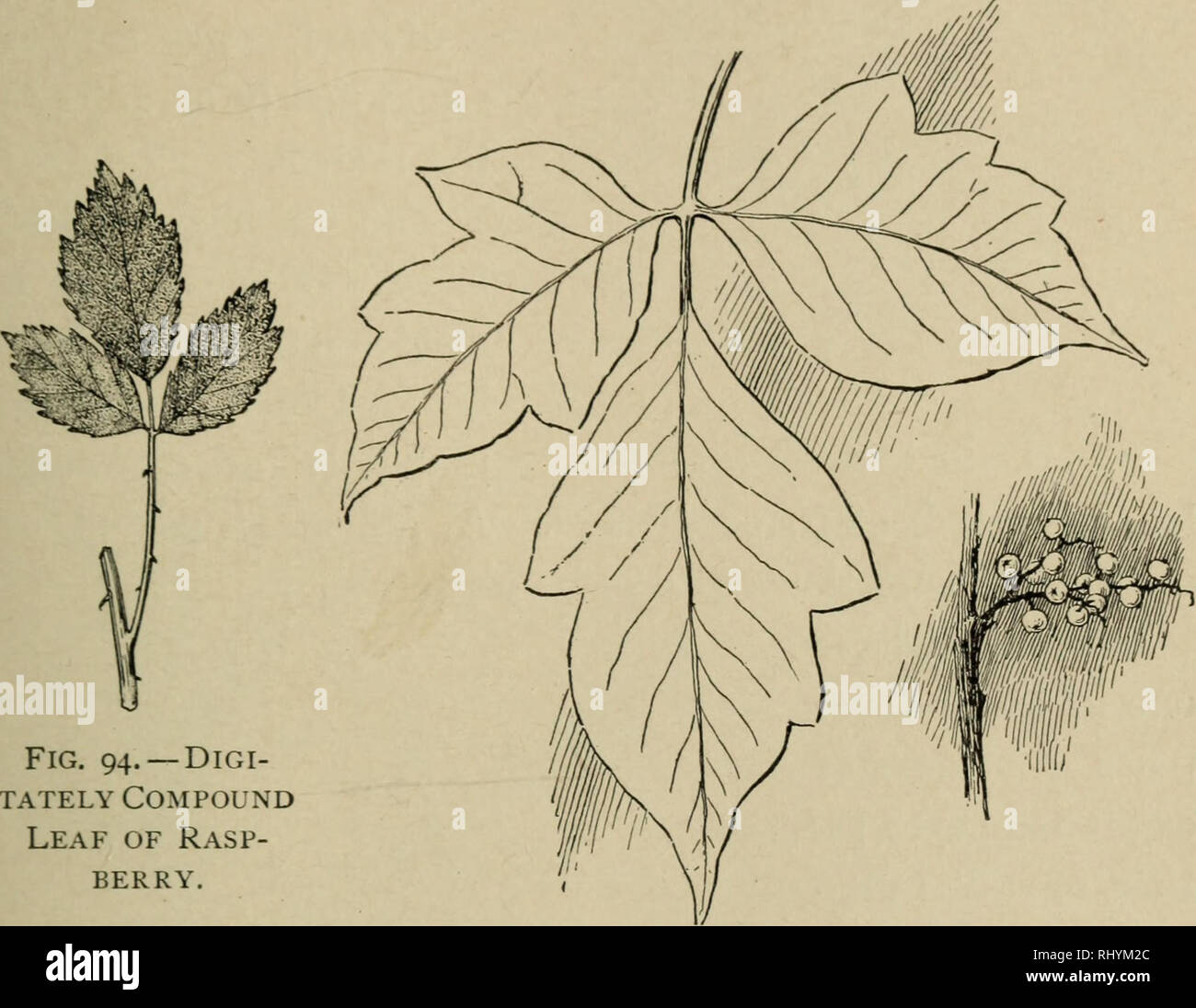 Tately hi-res stock photography and images - Alamy