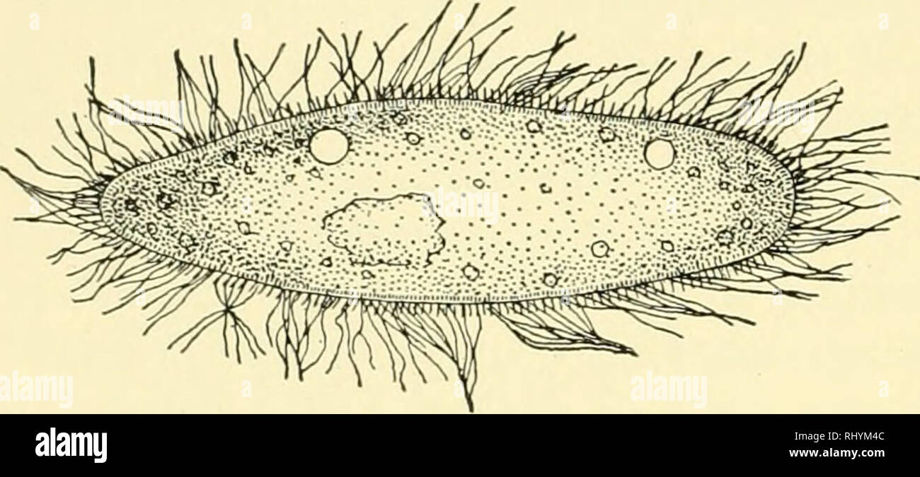 . Behavior of the lower organisms. Animal behavior; Invertebrates. 9 ...