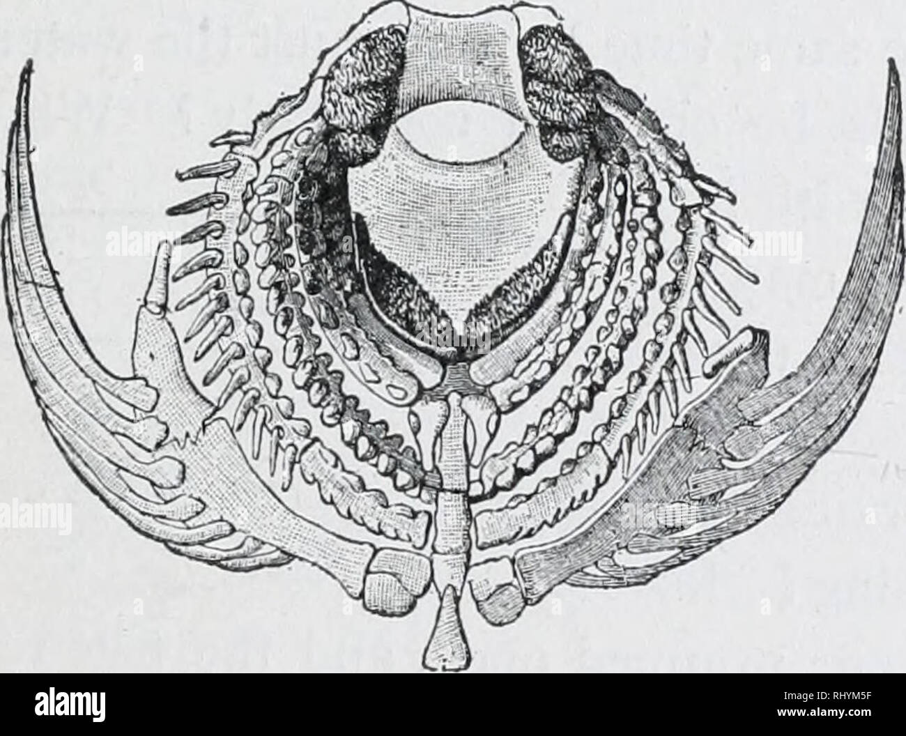 . Beginners zoology. Zoology. Fig. 215. â Carp, with right gill cover ...