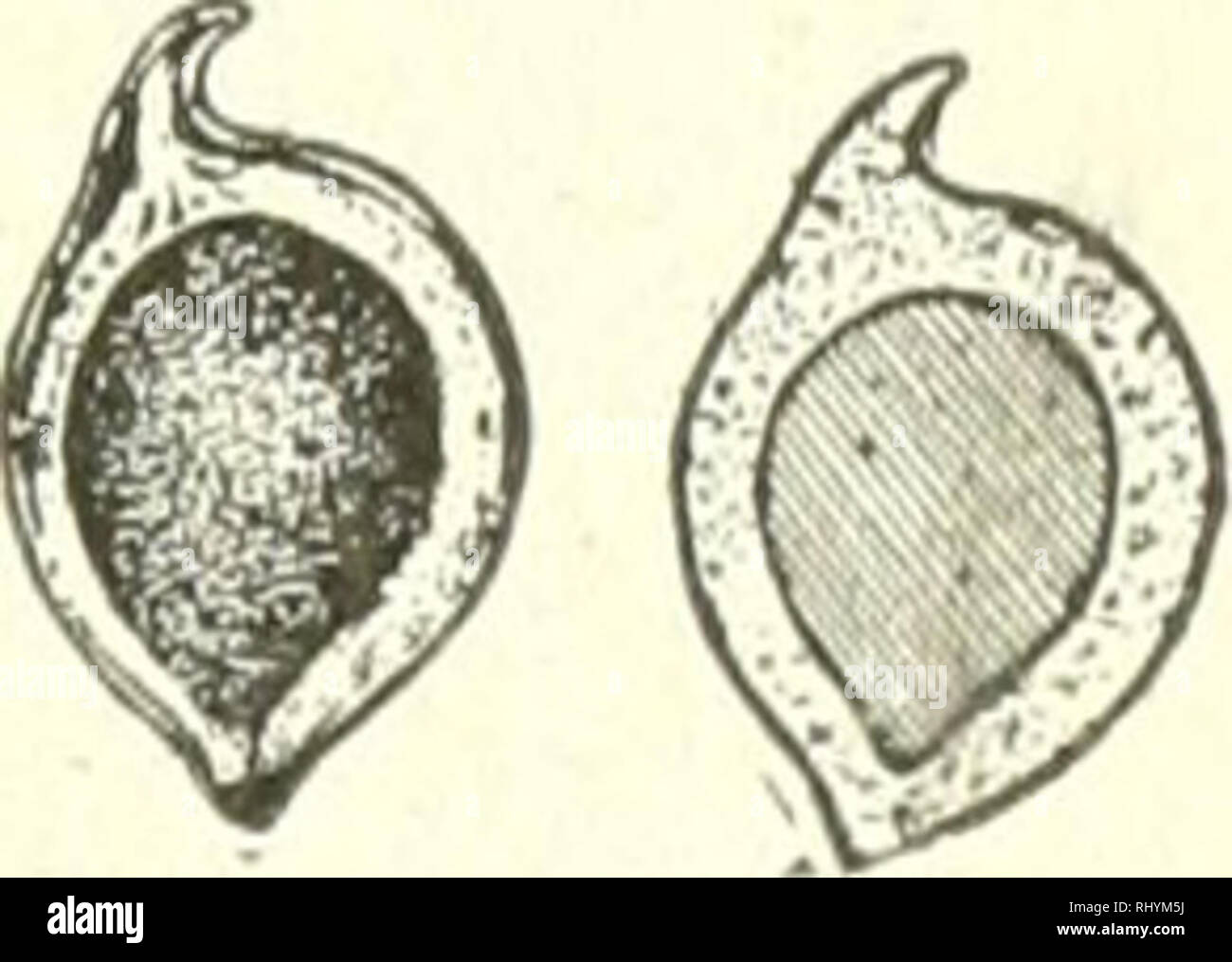 Fruits inner structure hi-res stock photography and images - Alamy