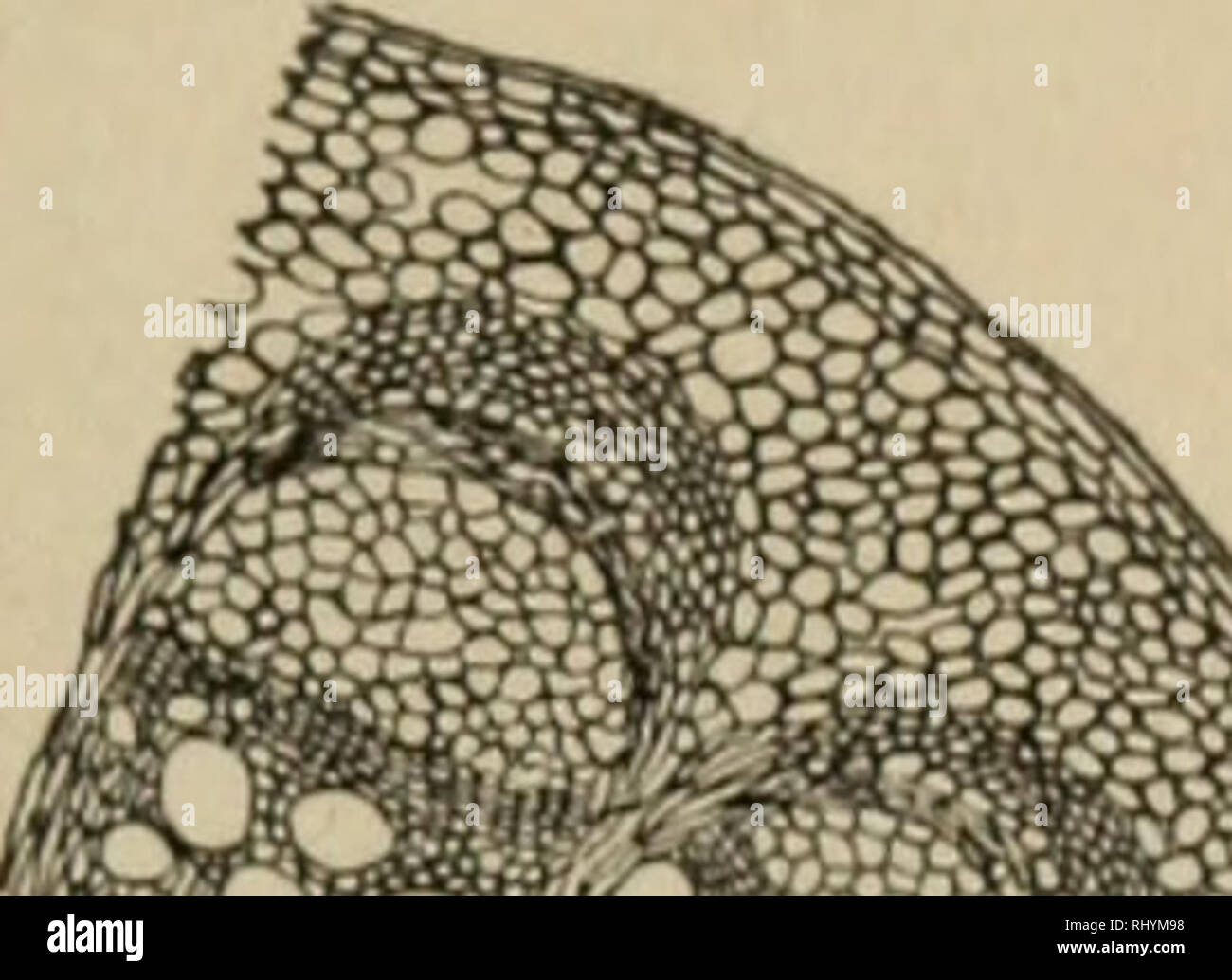 Separating pith hi-res stock photography and images - Alamy