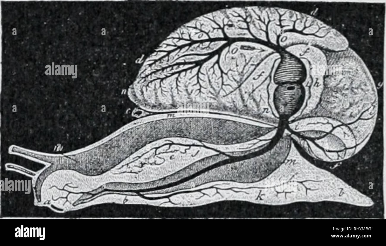 . Beginners zoology. Zoology. io6 BEGINNERS' ZOOLOGY out as they are ...