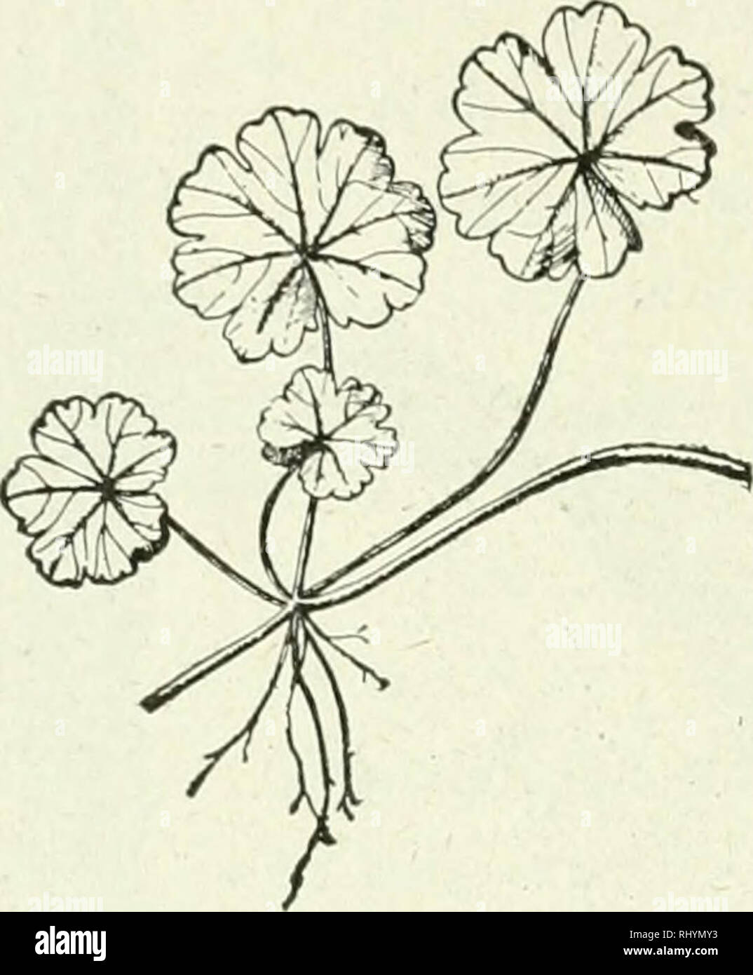 . Beginners botany. Botany. So BEGLVXERS' BOTANY Obovate, ovate ...