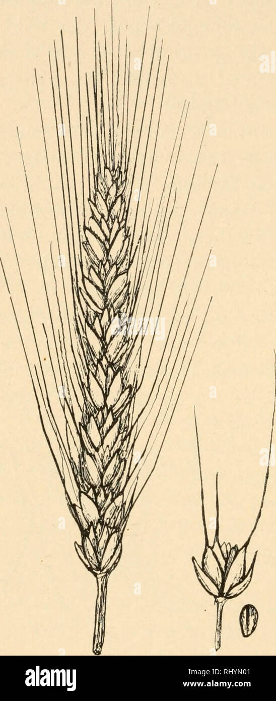 Strain of wheat hi-res stock photography and images - Alamy