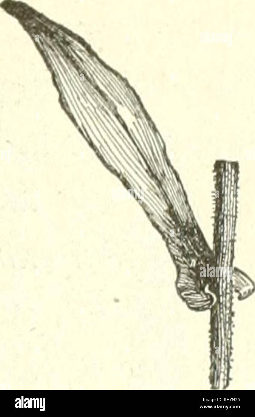 Connate leaf bases hi-res stock photography and images - Alamy