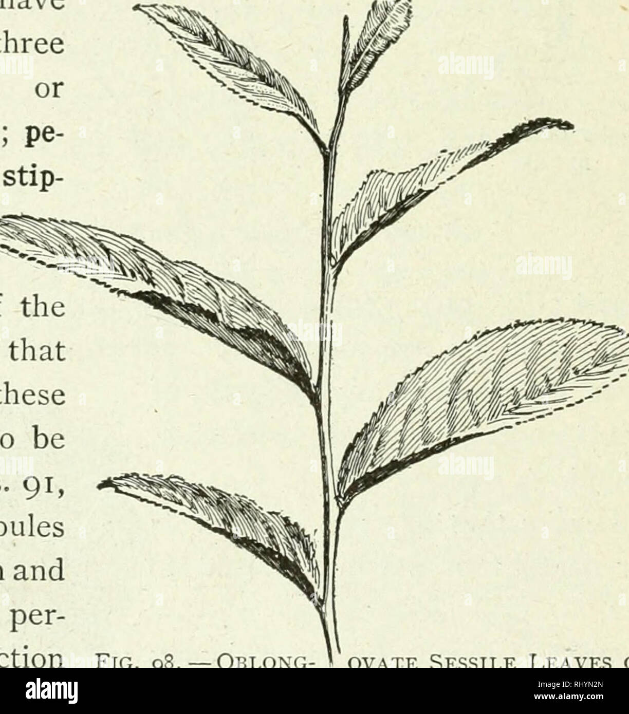 Stalk begonia hi-res stock photography and images - Alamy