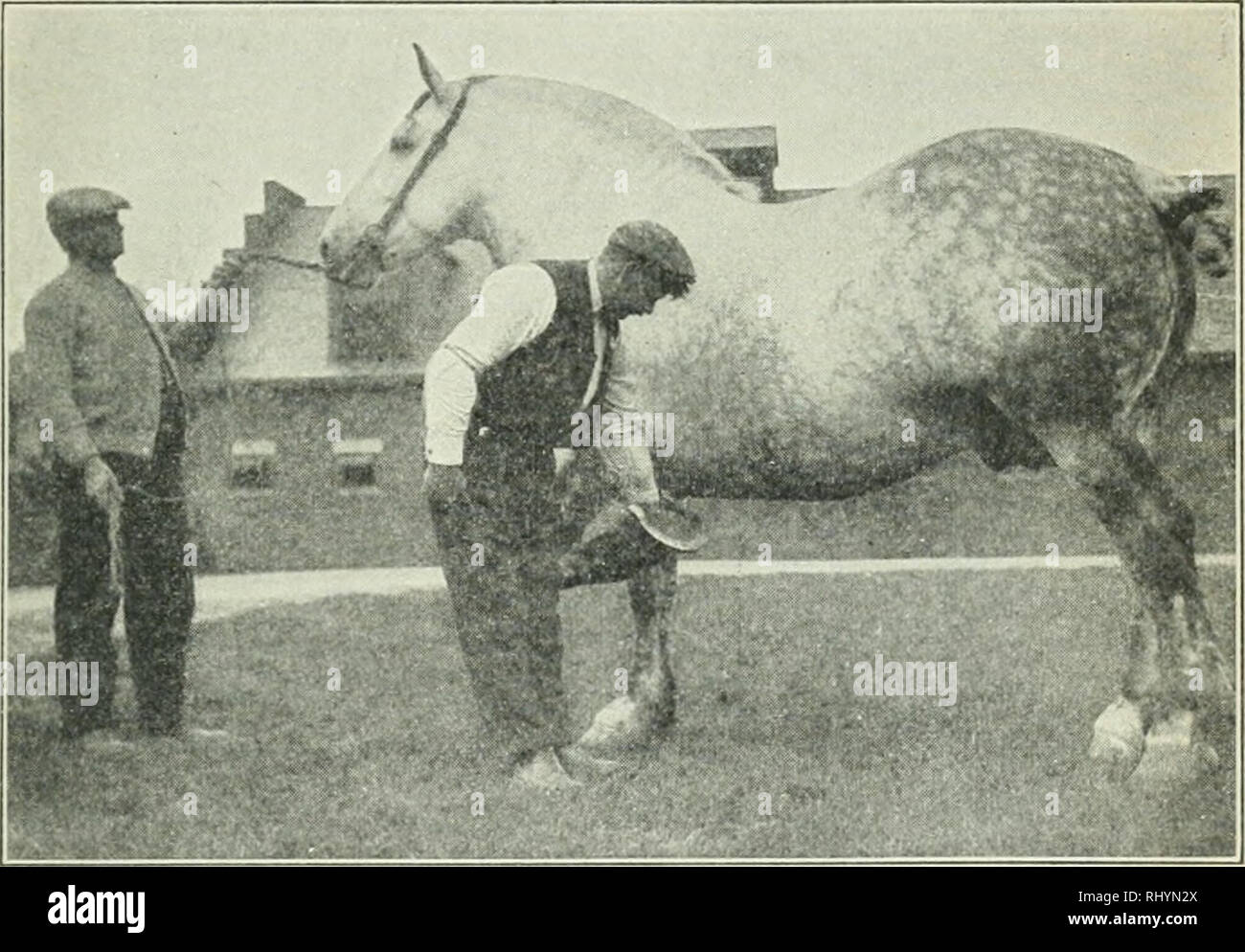 Horse raising leg hi-res stock photography and images - Alamy