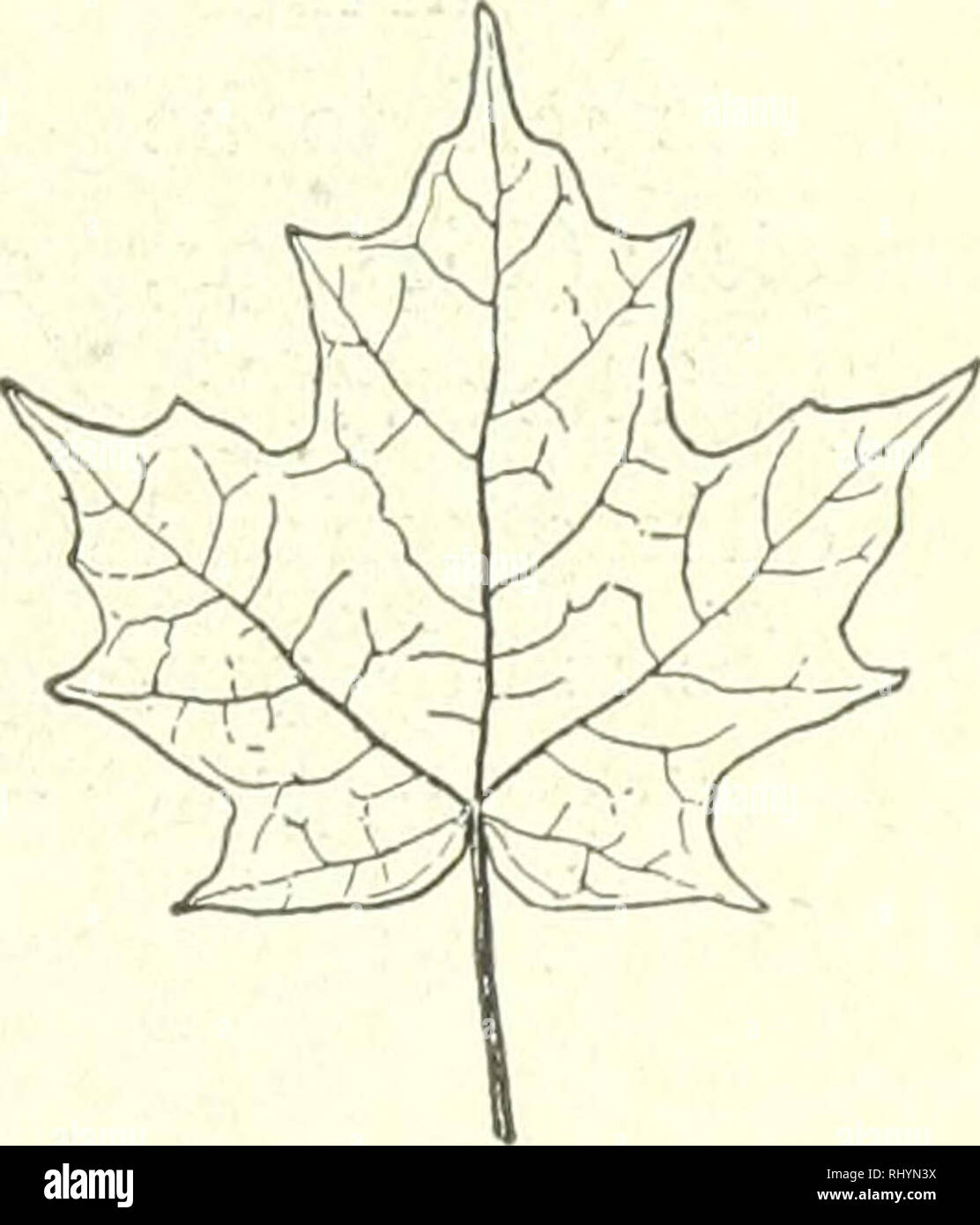 . Beginners botany. Botany. FlG. 94. — DlGI- TATELY Compound Leaf of ...