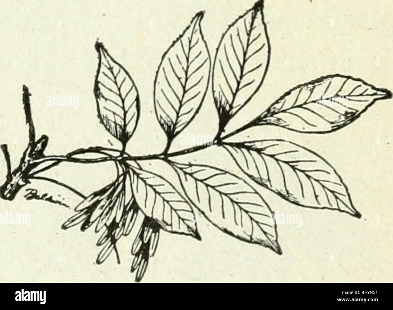 Digitate leaf hi-res stock photography and images - Alamy