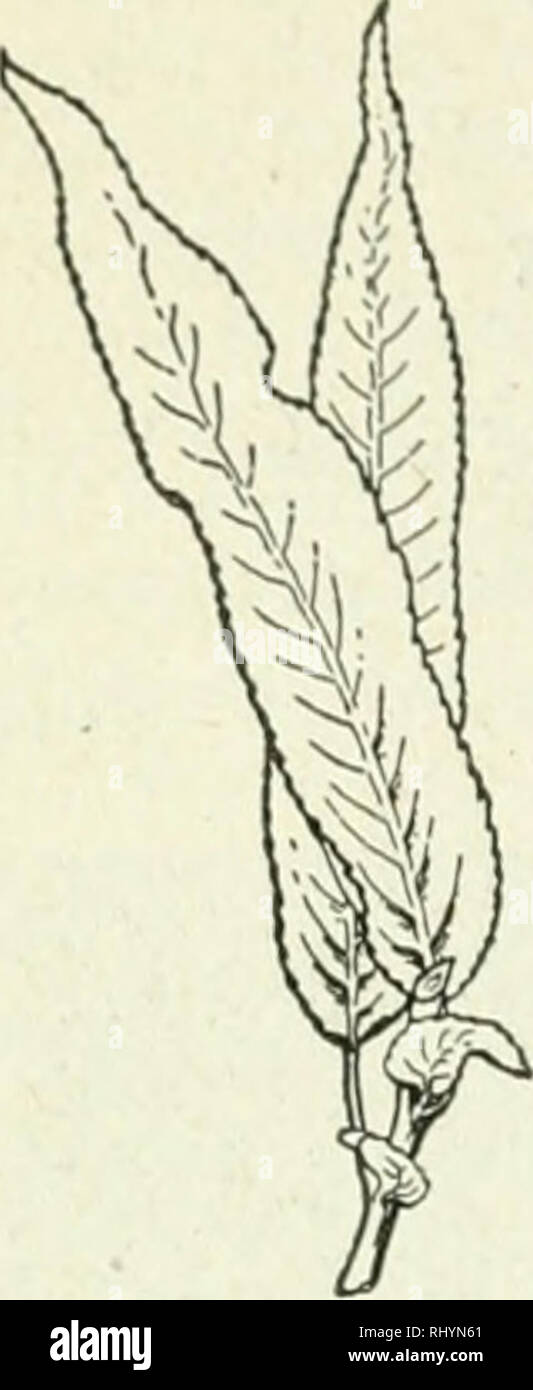 Parallel Venation High Resolution Stock Photography and Images - Alamy