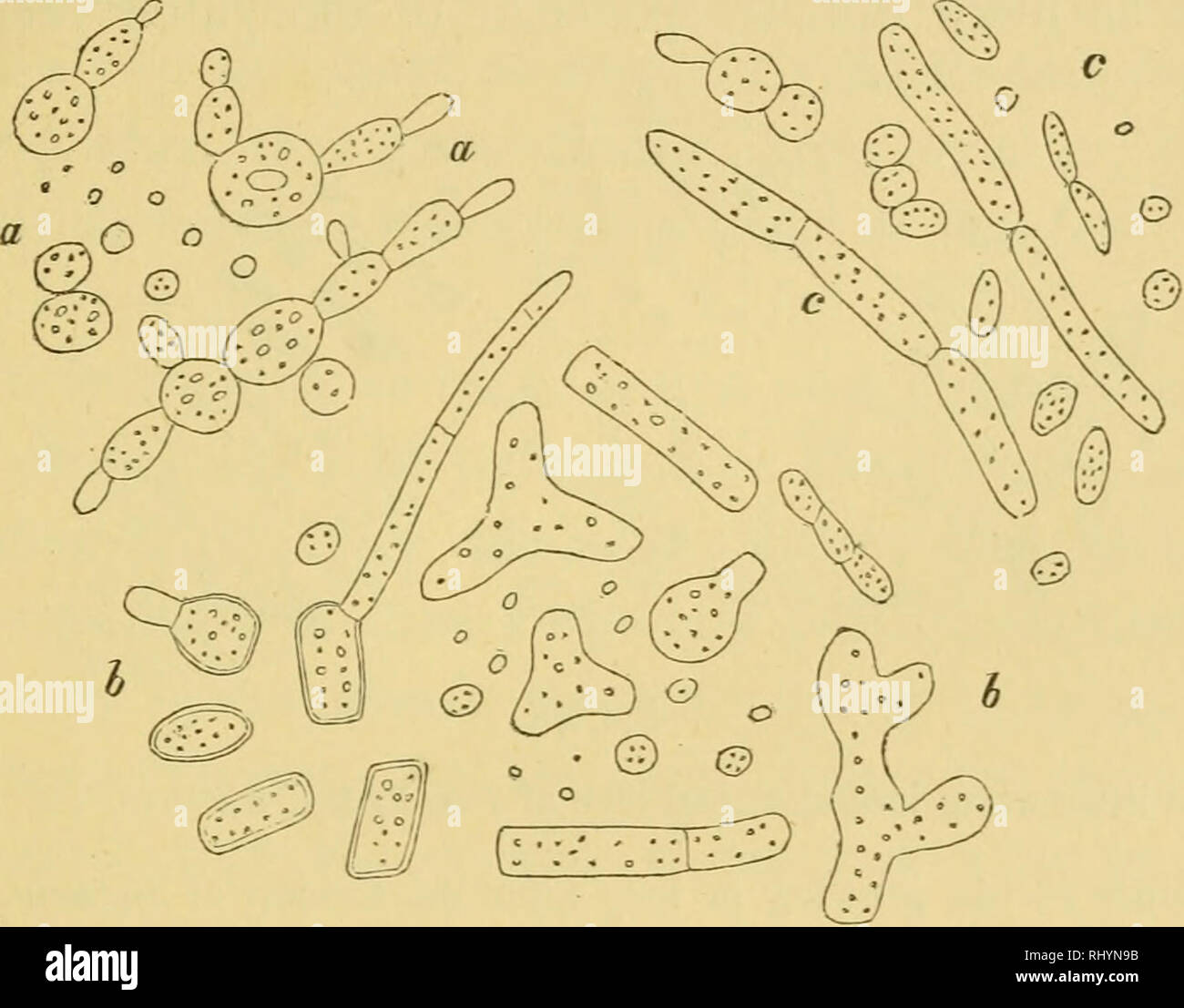 . The beginnings of life: being some account of the nature, modes of ...