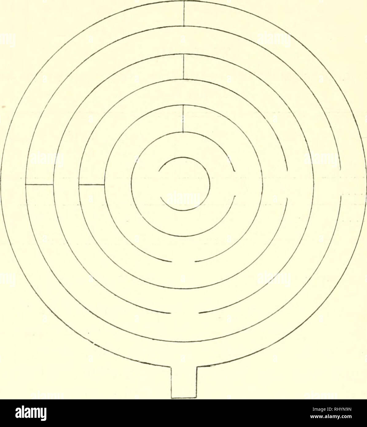 Rats in a maze hi-res stock photography and images - Alamy