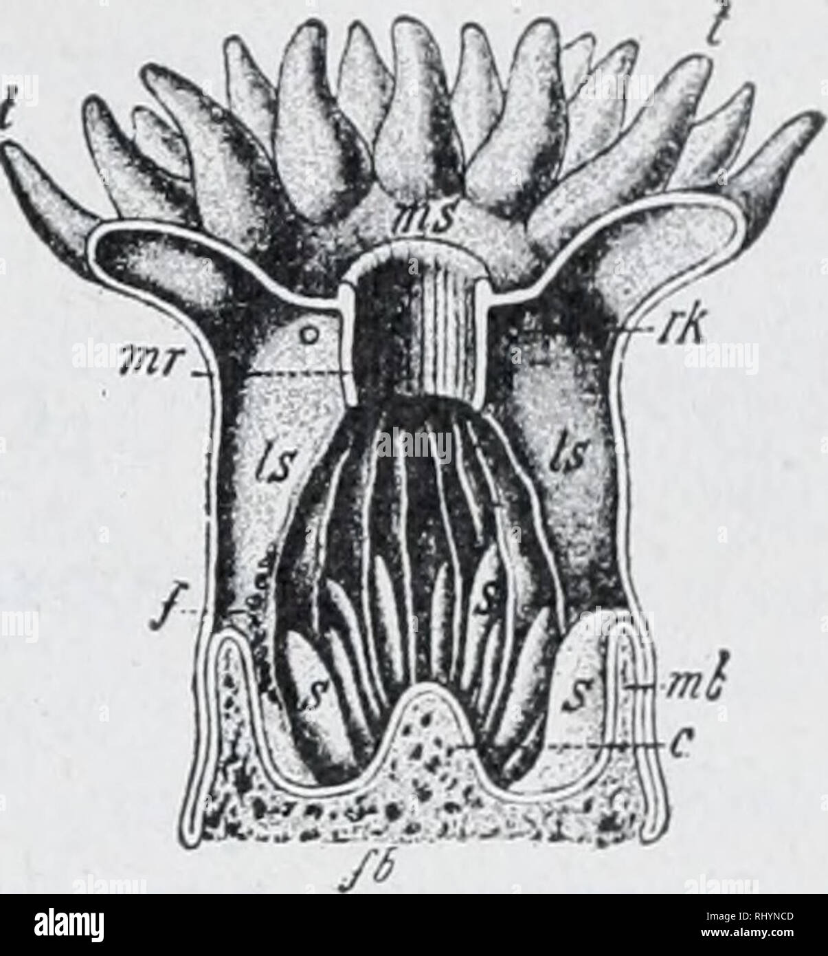 Colo polyps hi-res stock photography and images - Alamy