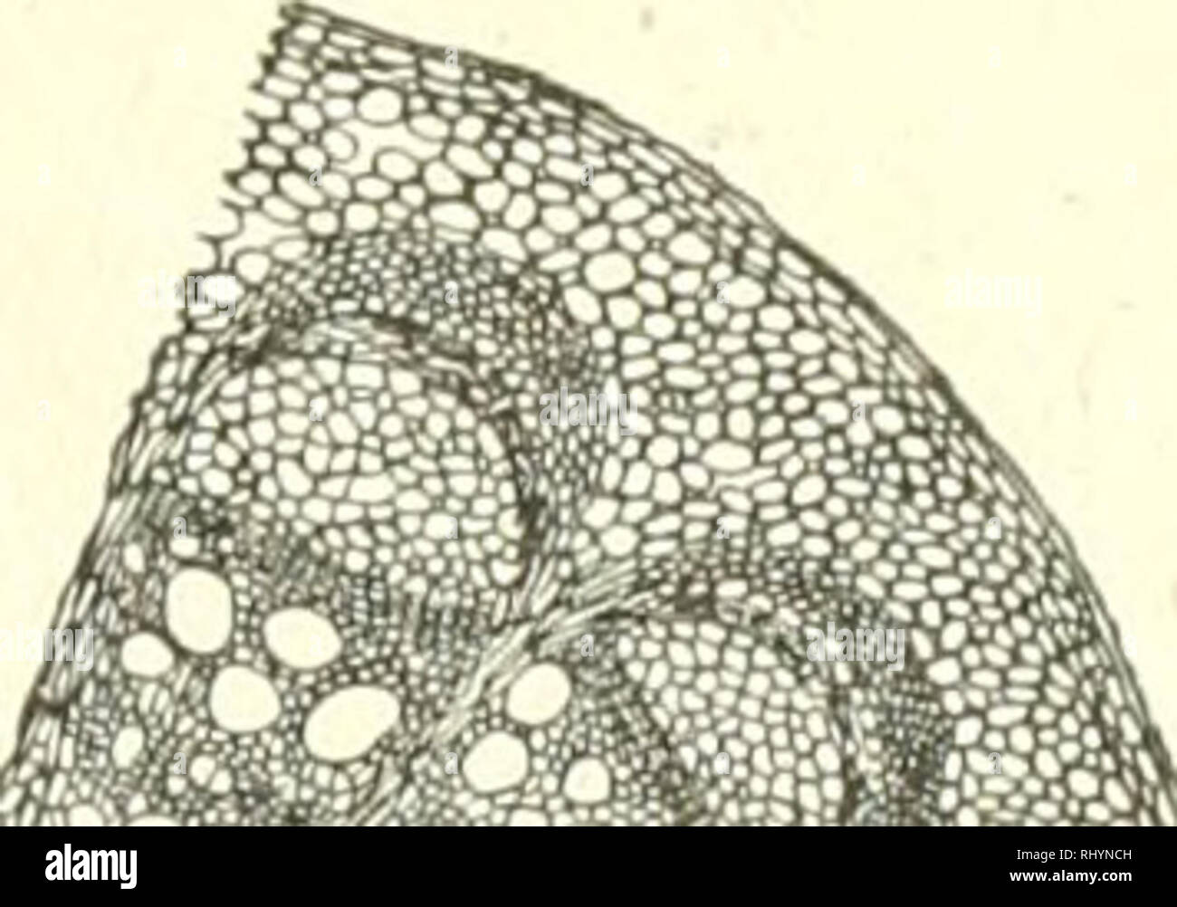 . Beginners botany. Botany. THE STEM—ITS GENERAL STRUCTURE 65. larger ...