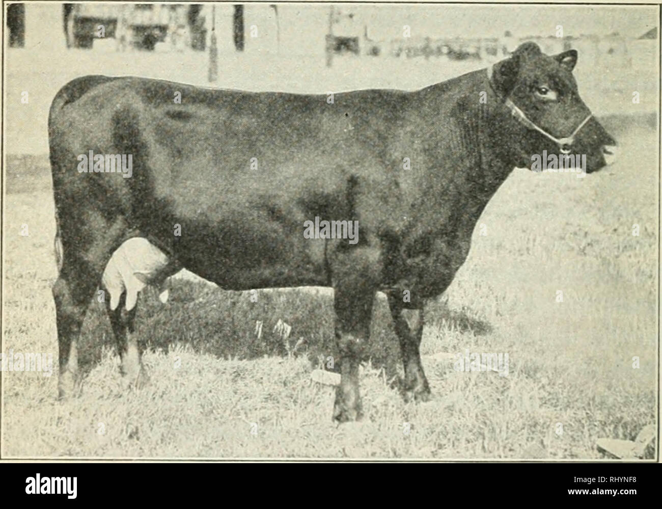 . Beginnings in animal husbandry. Livestock; Poultry. 118 BEGIXXIXGS iX ...