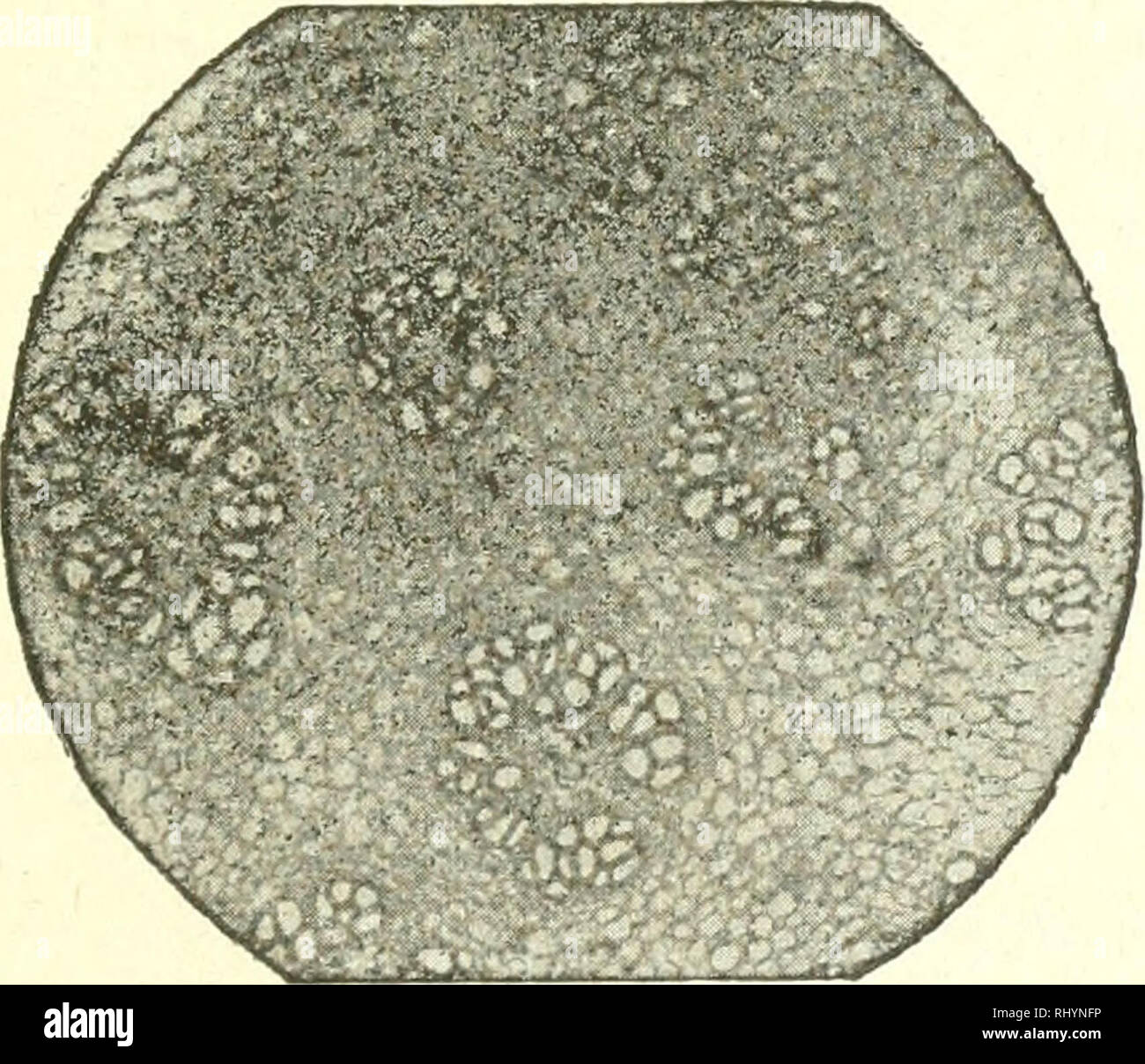 . Beginners botany. Botany. Fig. 71.— Diagram of Wood Strands or FiBRO ...