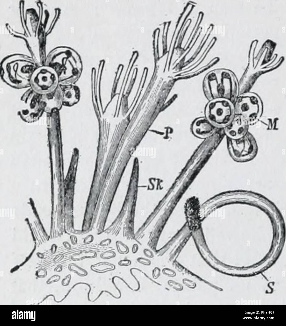 Hydra star system hi-res stock photography and images - Alamy