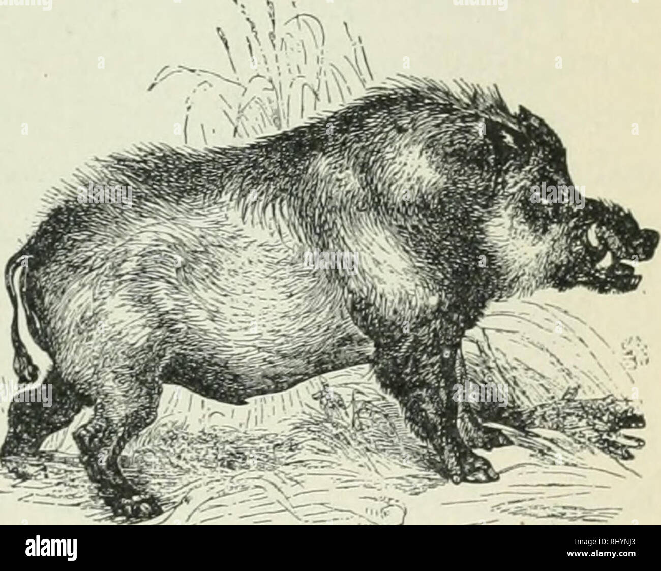 Descended from wild boars hi-res stock photography and images - Alamy