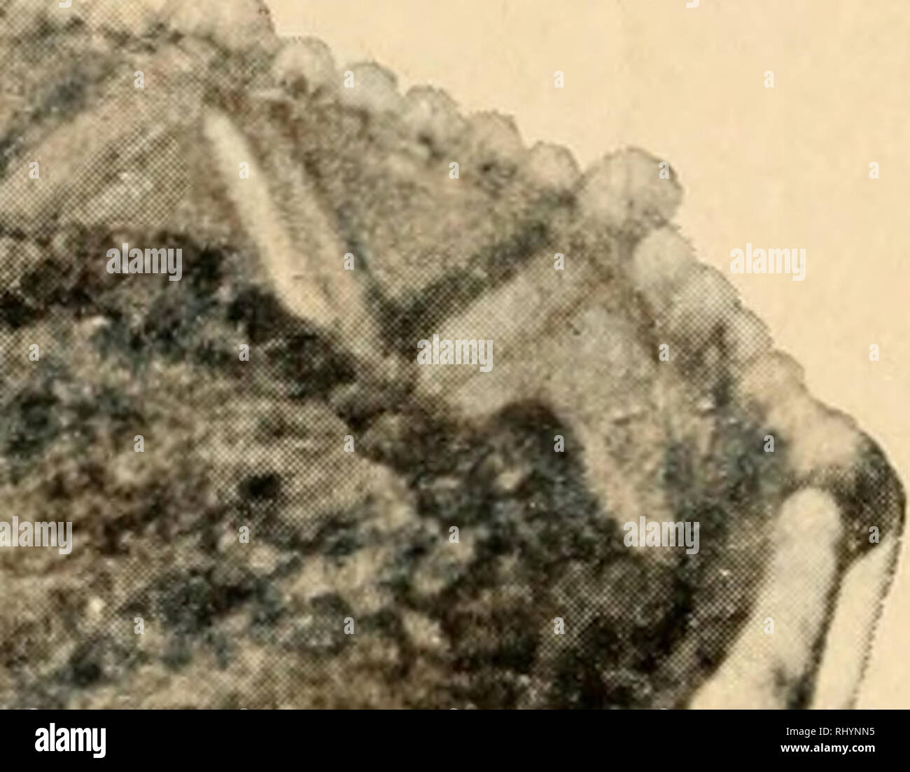 . Beginnings in agriculture. Agriculture. 62 AGRICULTURE. is made up of ...